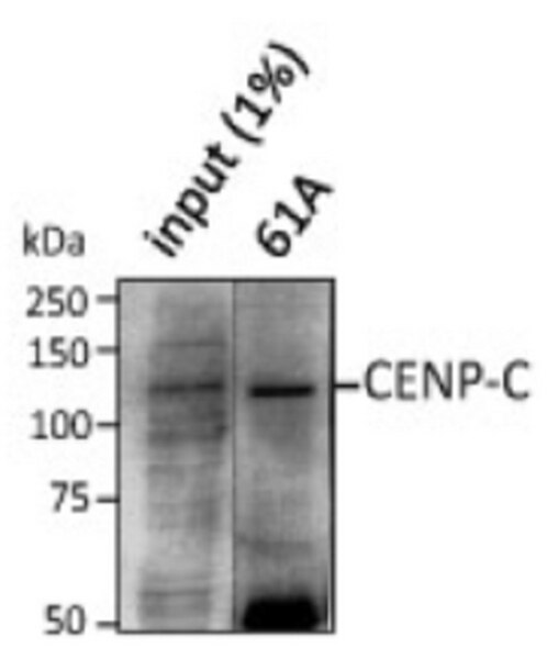 Anti-CENP-C Antibody, clone AL61A | MABE1114